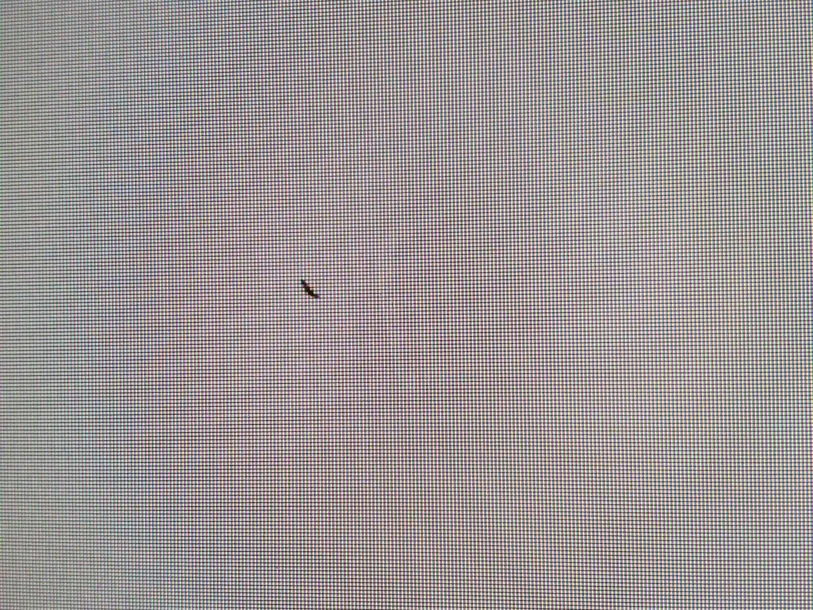 Gewittertierchen oder Insekten im Monitor: Was tun? - Tech-Aktuell